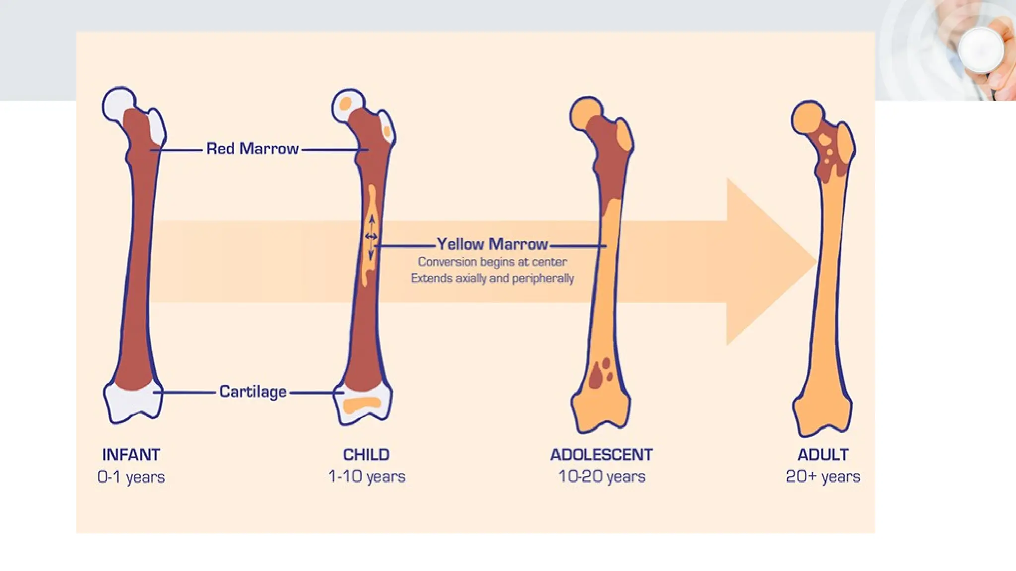BONE MARROW anatomy and physiology .pptx
