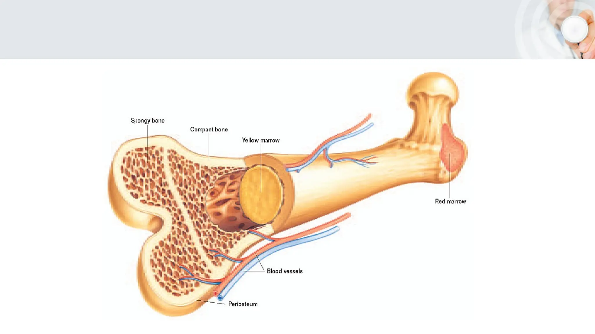 BONE MARROW anatomy and physiology .pptx