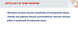 BONE MARROW anatomy and physiology .pptx