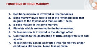 BONE MARROW anatomy and physiology .pptx