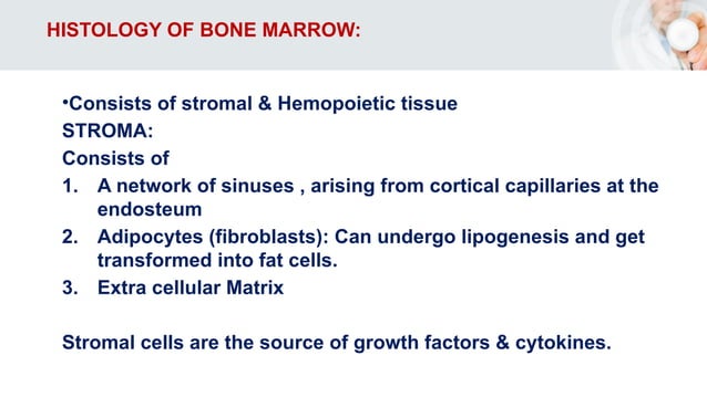 BONE MARROW anatomy and physiology .pptx