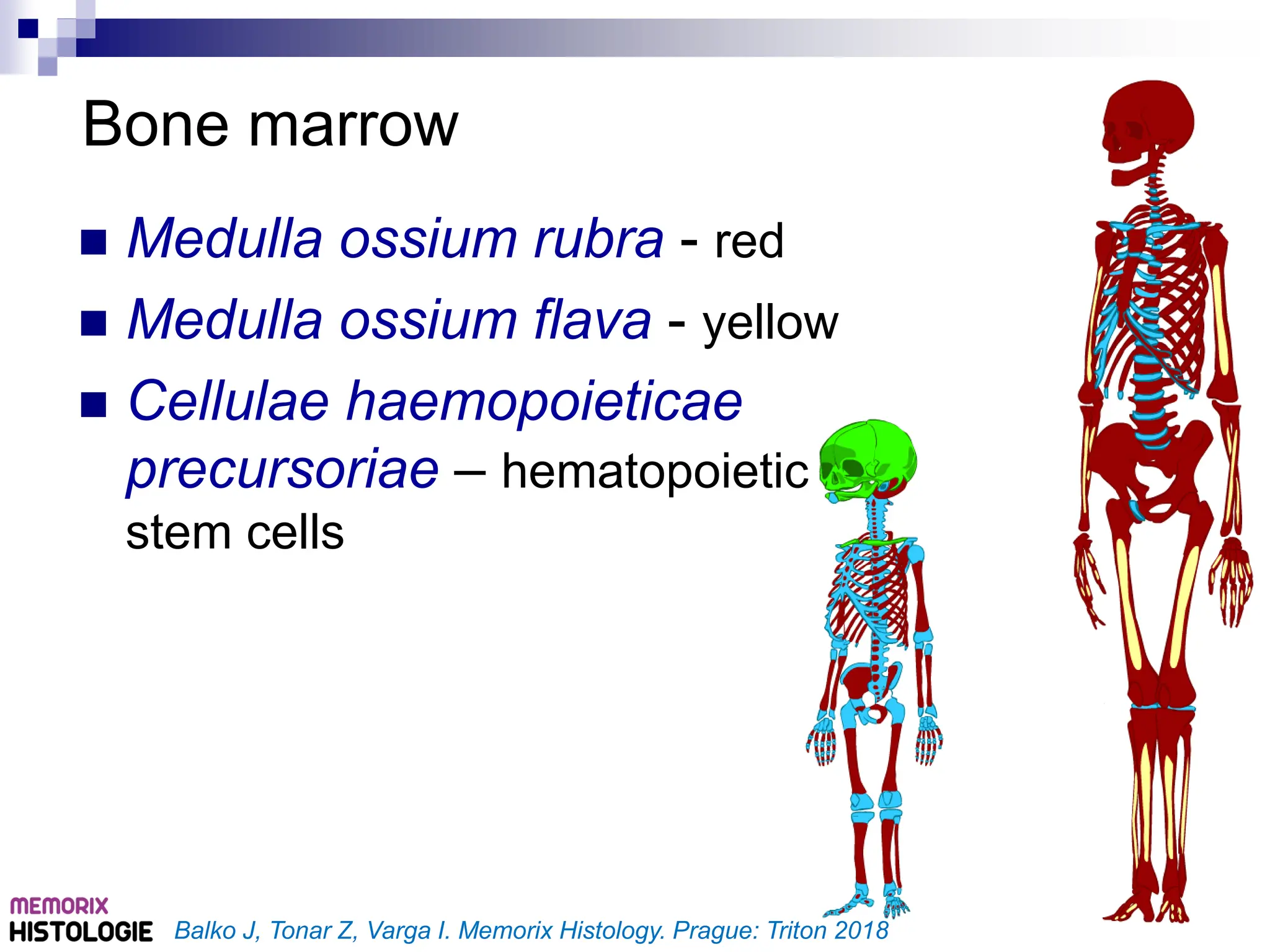 Bone_marrow_and_blood_2020.pdf bone marrow ppt | PDF
