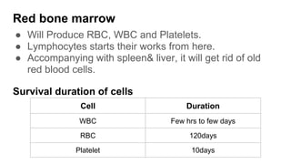 Bone marrow and function.pptx