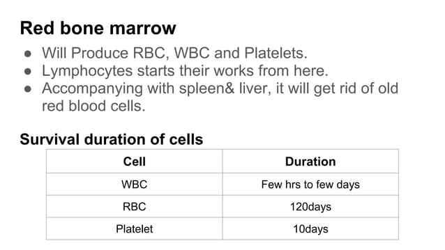 Bone marrow and function.pptx | Bone and Joint Conditions | Diseases ...
