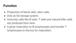 Bone marrow and function.pptx