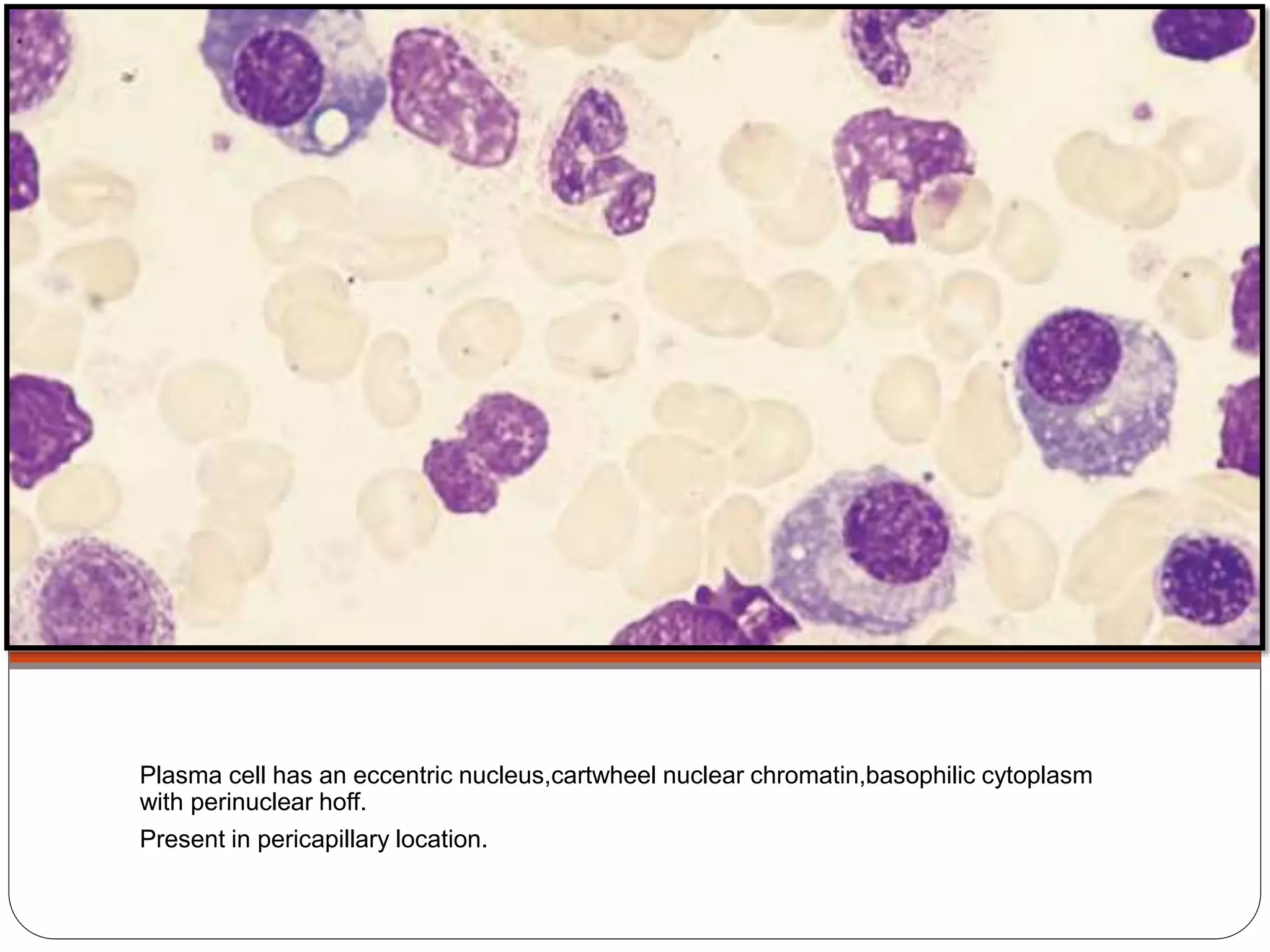 Bone marrow biopsy | PPTX