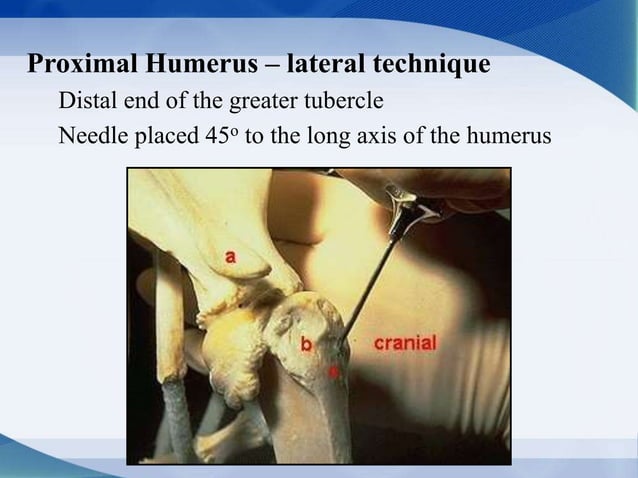 Bone marrow biopsy in animals Veterinary Diagnostics | PPTX | Blood ...