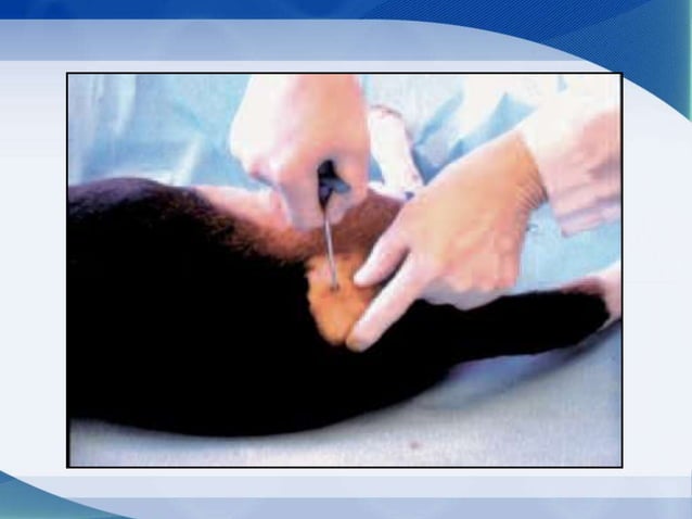 Bone marrow biopsy in animals Veterinary Diagnostics | PPTX | Blood ...