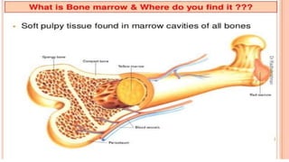 BONE MARROW.pptx