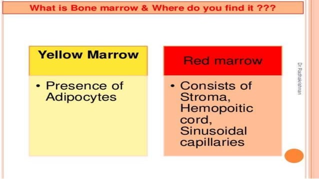 BONE MARROW.pptx