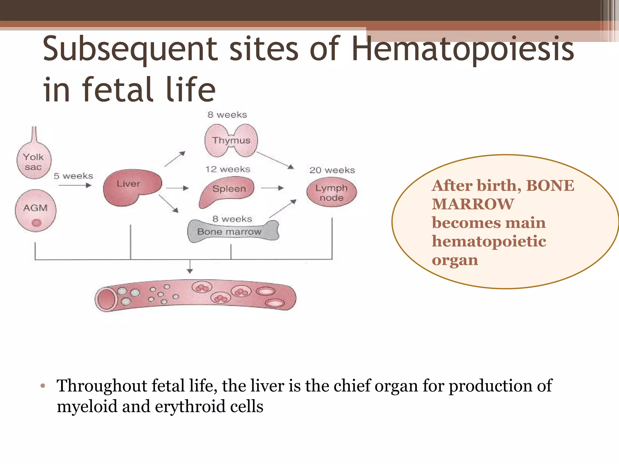 Bone marrow class | PPT