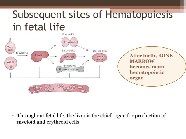 Bone marrow class | PPT | Bone and Joint Conditions | Diseases and Conditions