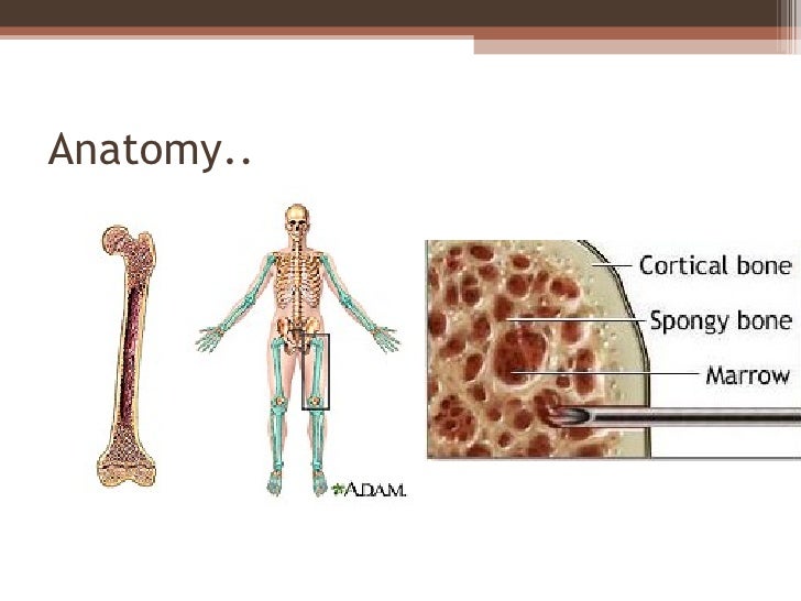 Bone marrow class