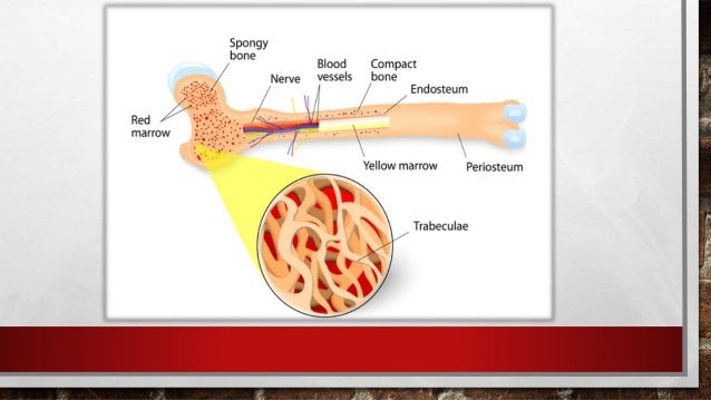 Bone marrow examination
