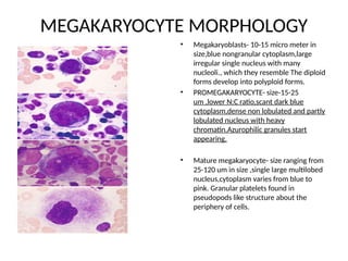 BONE MARROW EXAMINATION presentation for pathology | PPTX
