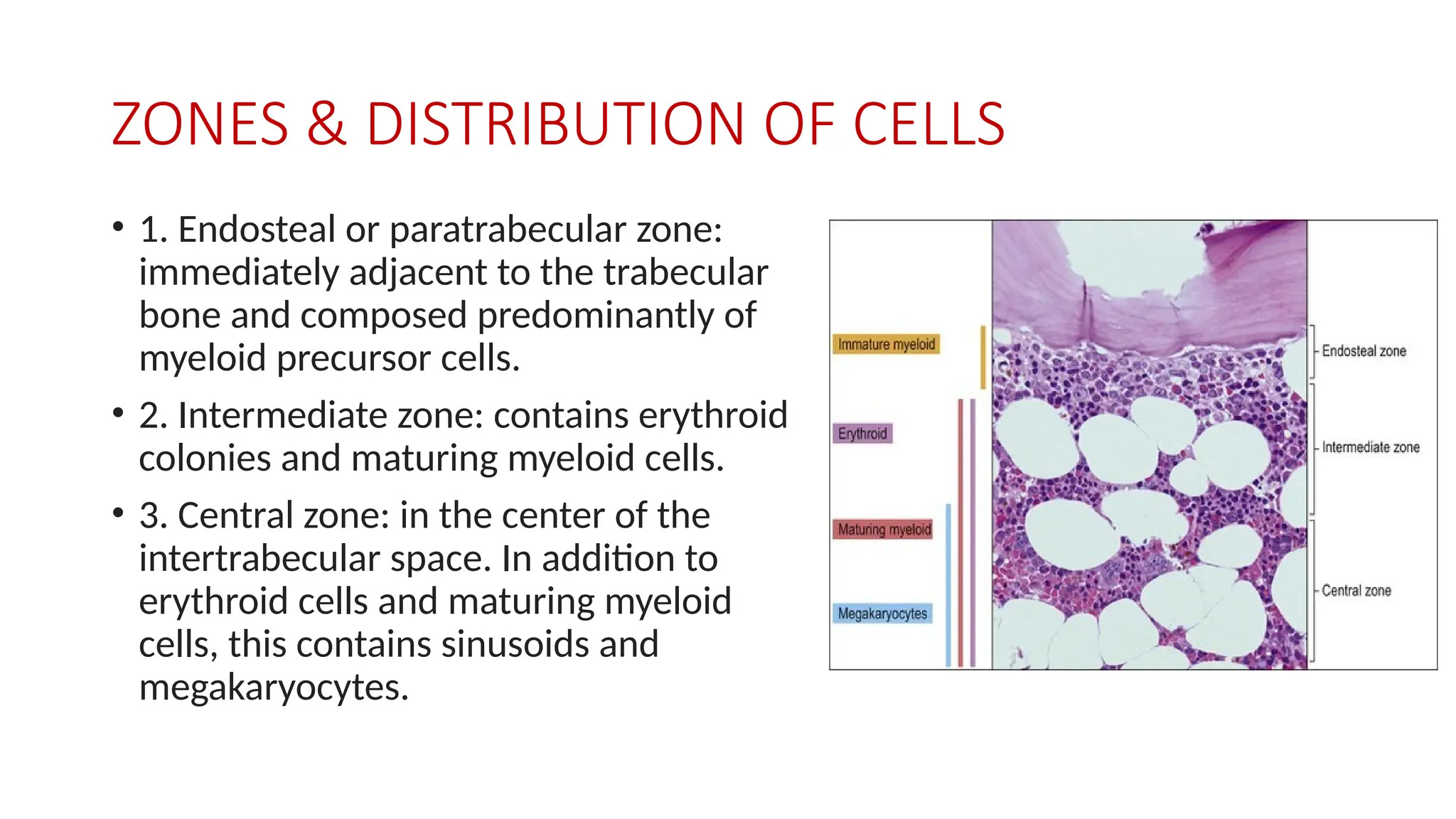 BONE MARROW & HEMATOPOIESIS..................pptx