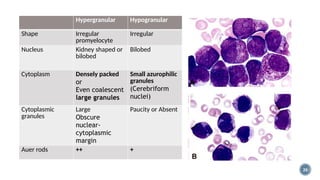 BONE MARROW IN LEUKEMIAS.types of leukaemia | PPTX