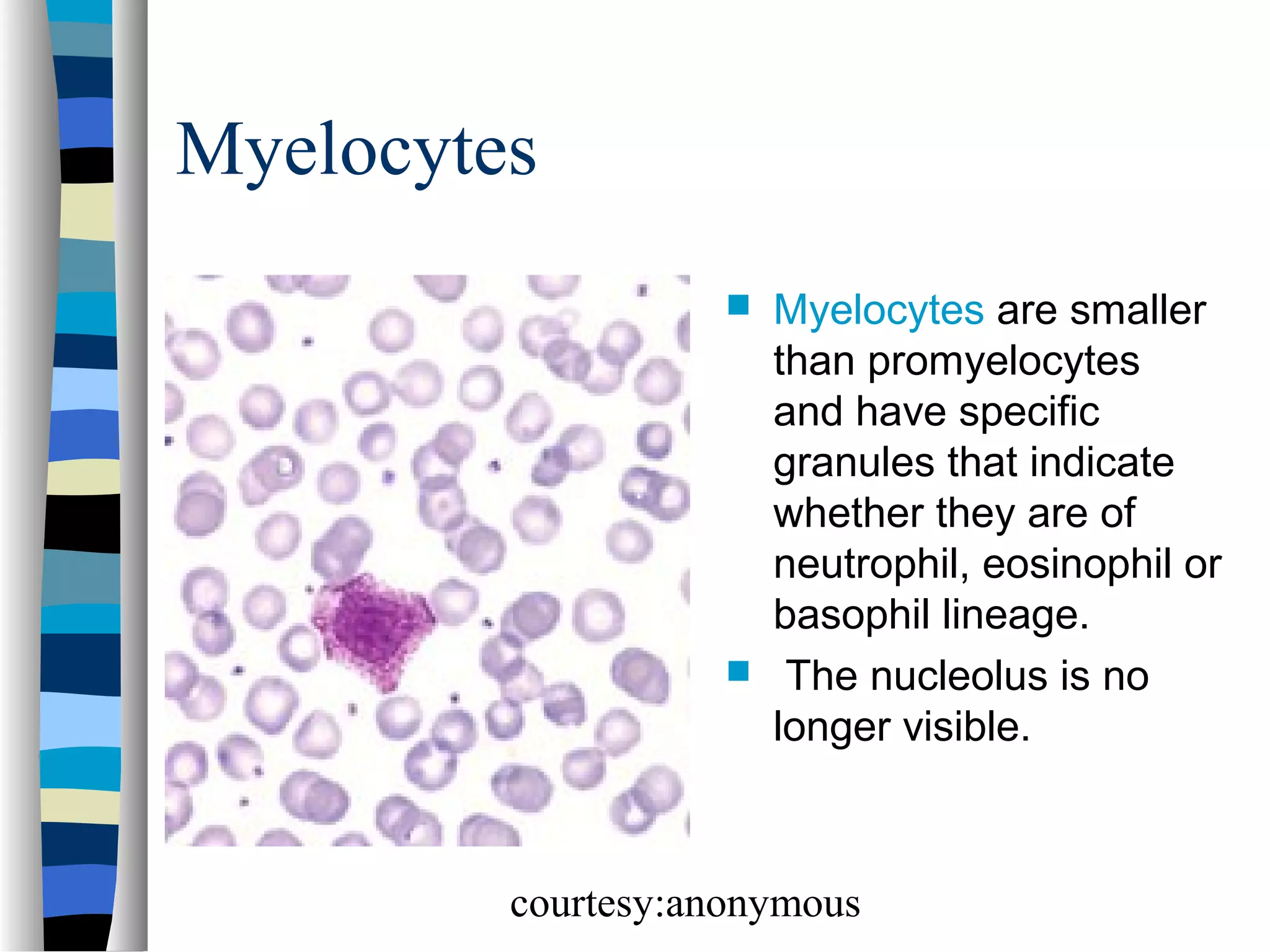 Bone marrow morphology | PPT
