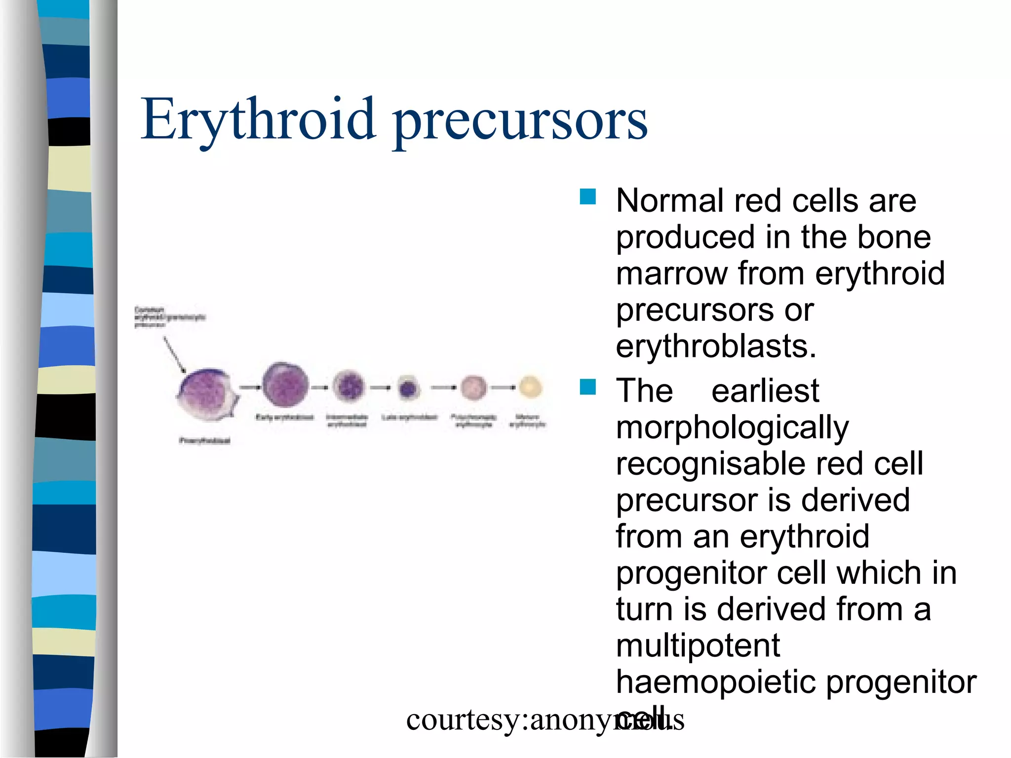 Bone marrow morphology | PPT