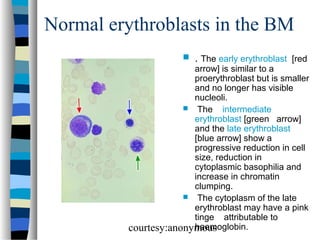 Bone marrow morphology | PPT