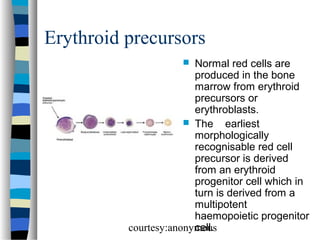 Bone marrow morphology | PPT