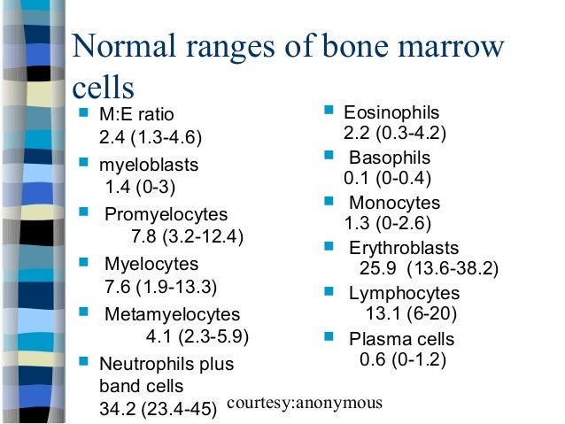 Bone marrow morphology