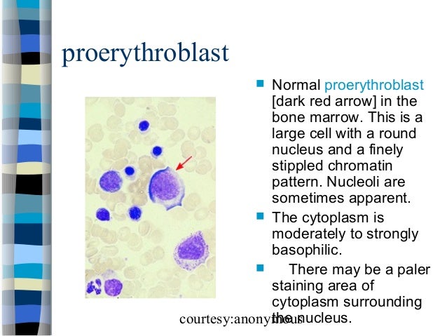Bone marrow morphology