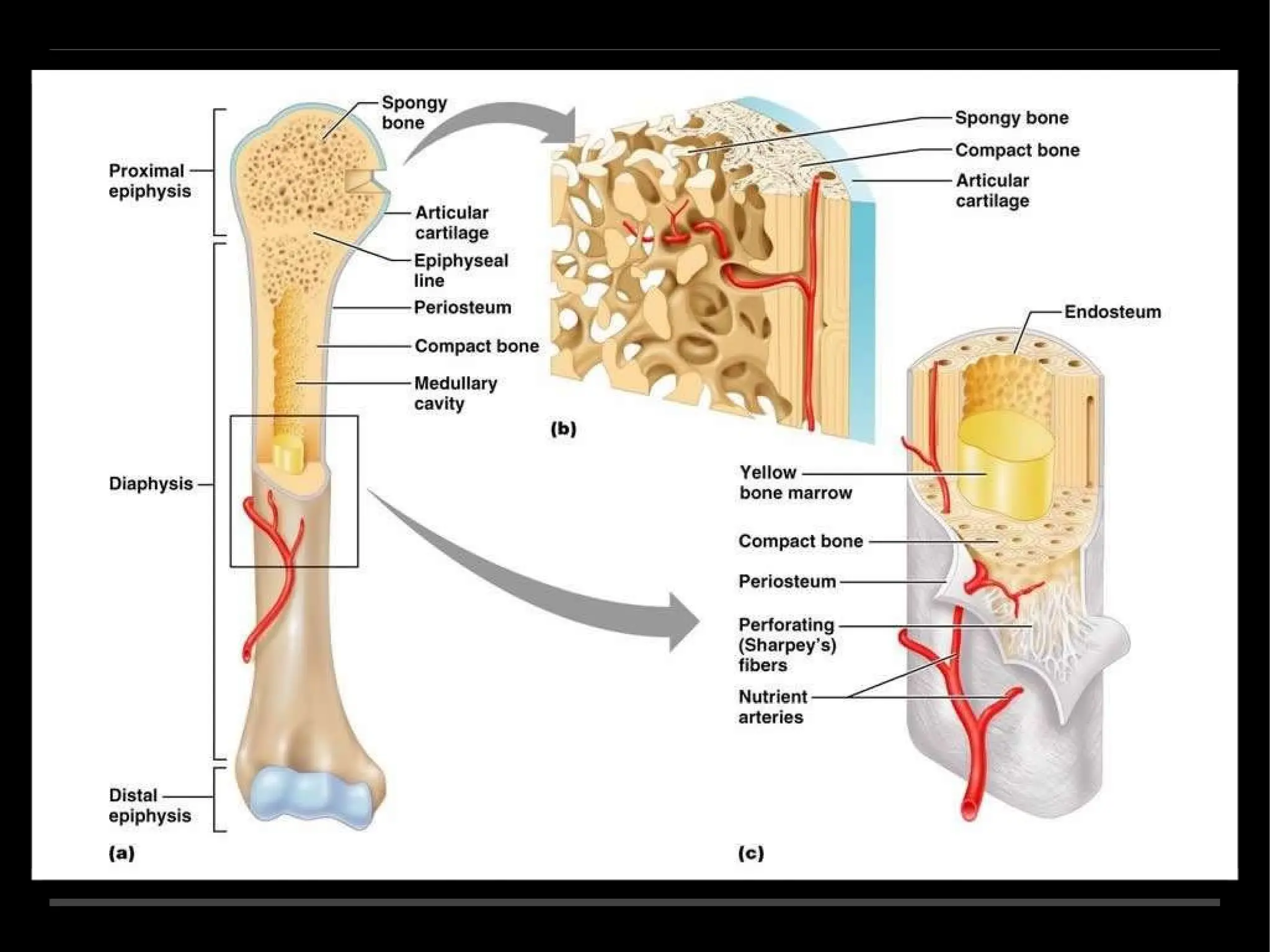 bone marrow ppt about bone marrow biopsy | PPT
