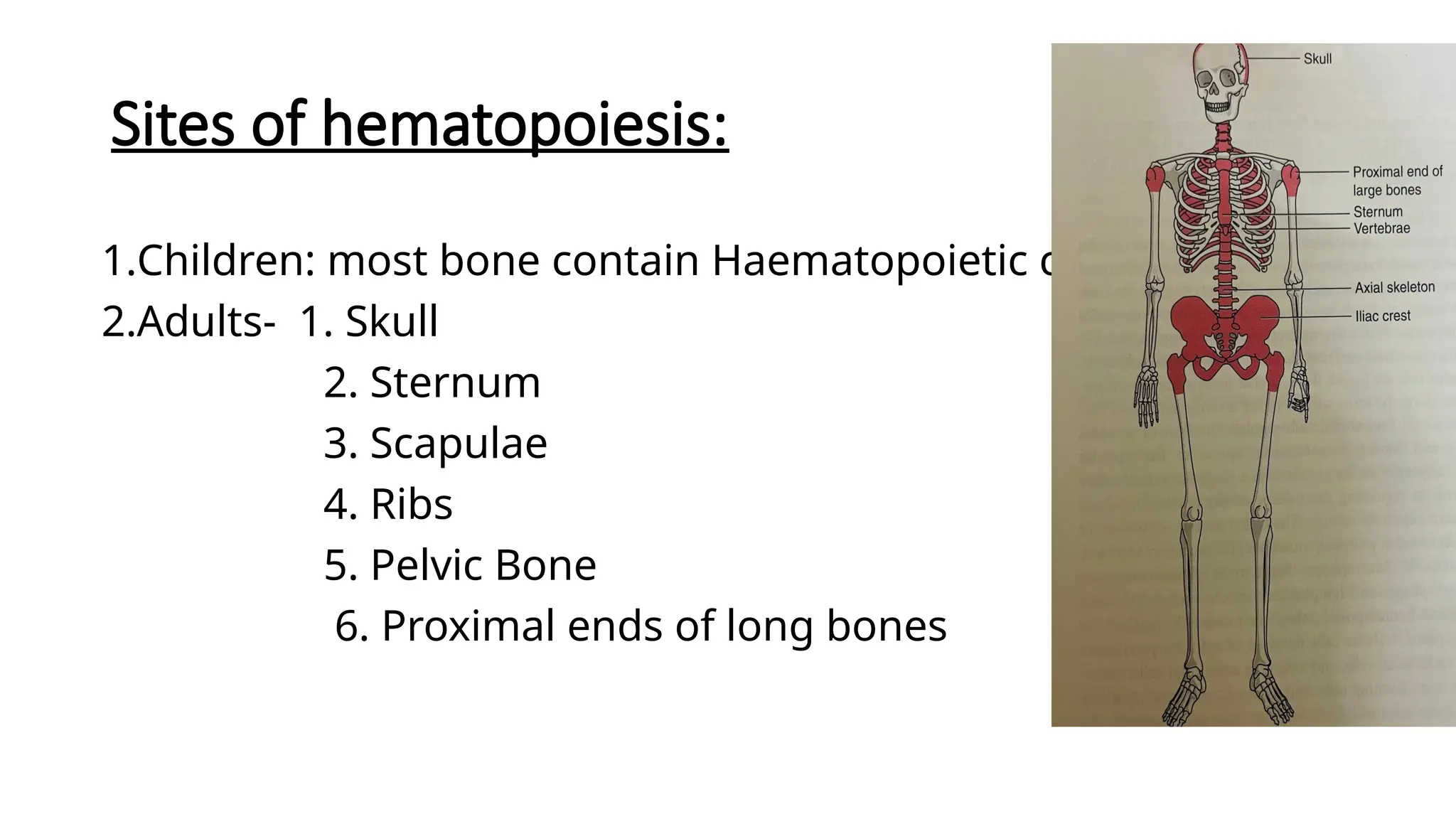 BONE MARROW PPT POOJA.pptx BRIEF ABOUT BONE MARROW | PPTX