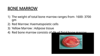 BONE MARROW PPT POOJA.pptx BRIEF ABOUT BONE MARROW | PPTX