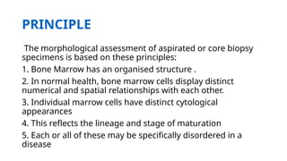 BONE MARROW PPT POOJA.pptx BRIEF ABOUT BONE MARROW | PPTX