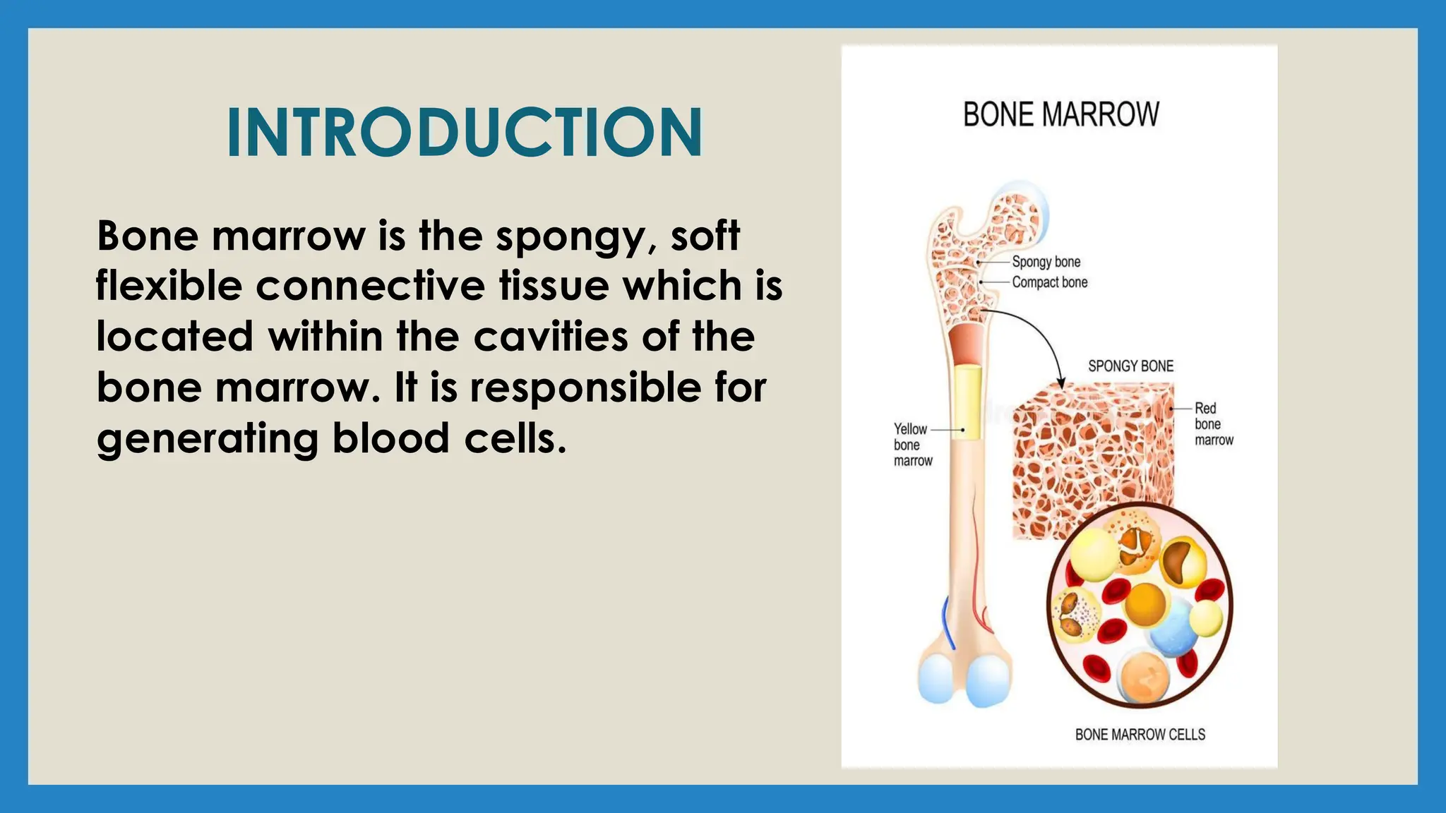 Bone Marrow Smear Preparation And Statining Pdf