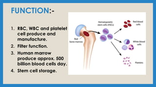 bone marrow smear preparation and statining.pdf