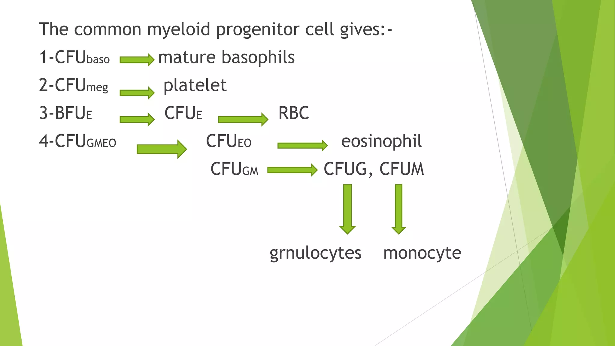 Bone marrow structure & haemopoietic microenviroment | PPTX