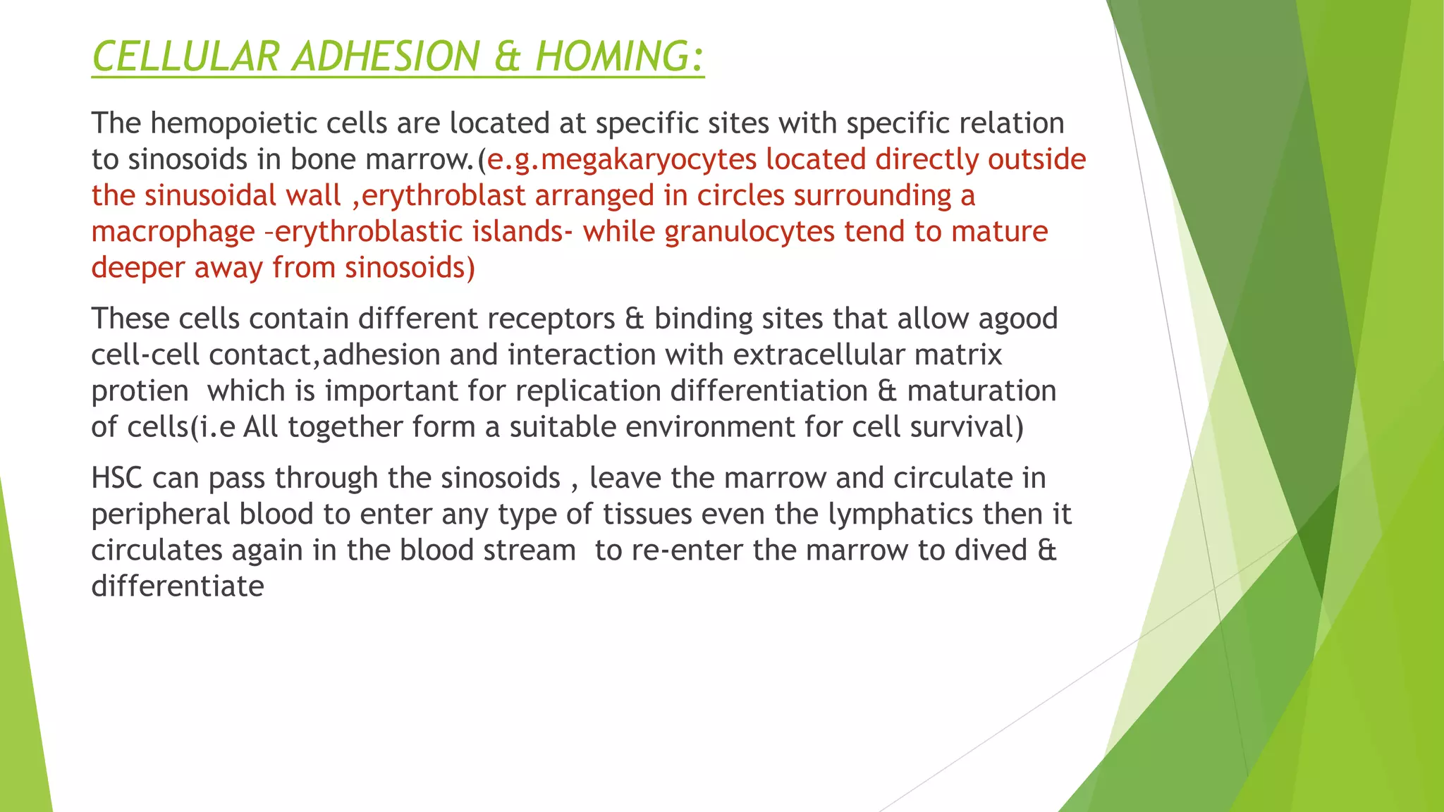 Bone marrow structure & haemopoietic microenviroment | PPTX