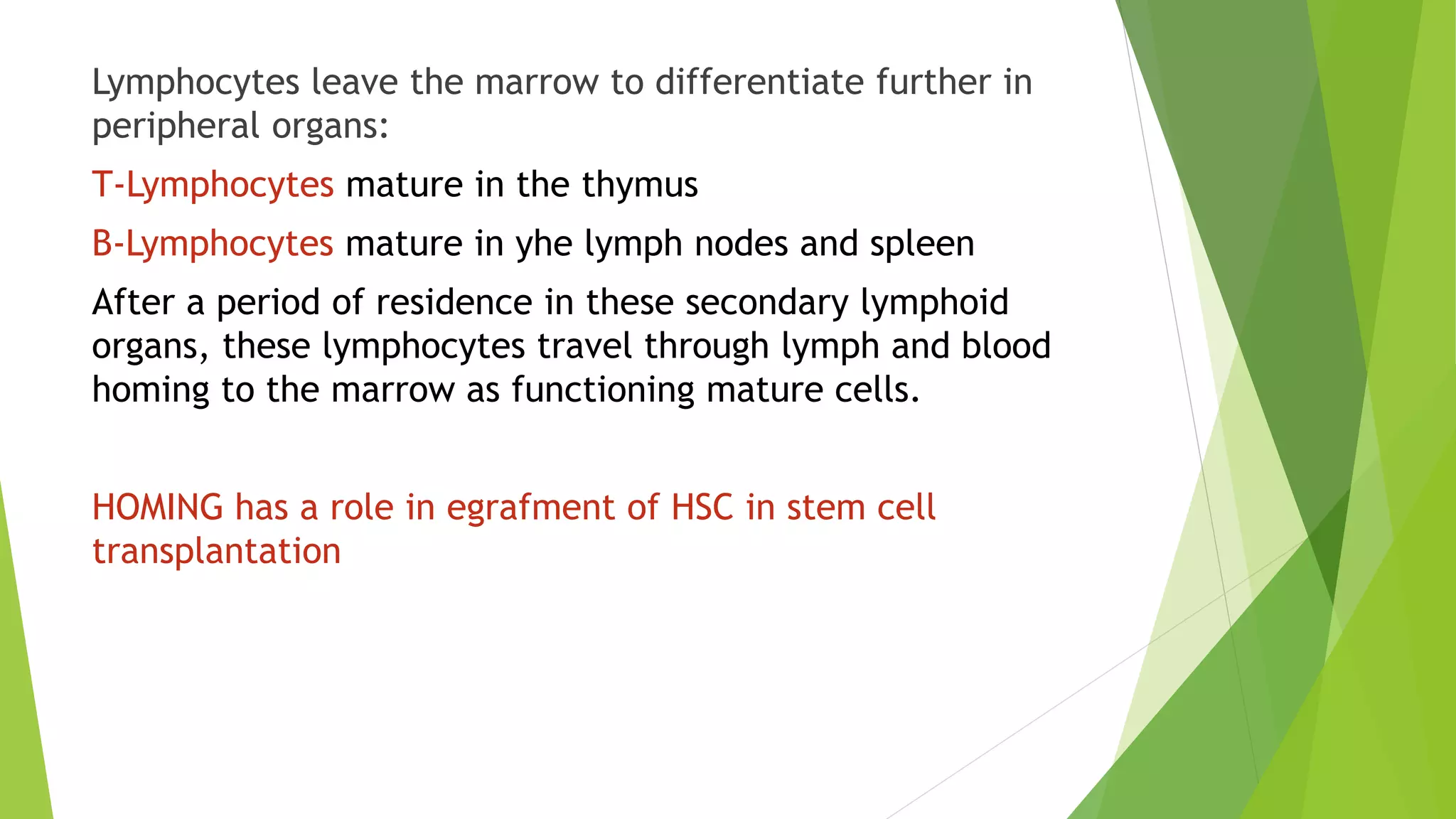 Bone marrow structure & haemopoietic microenviroment | PPTX
