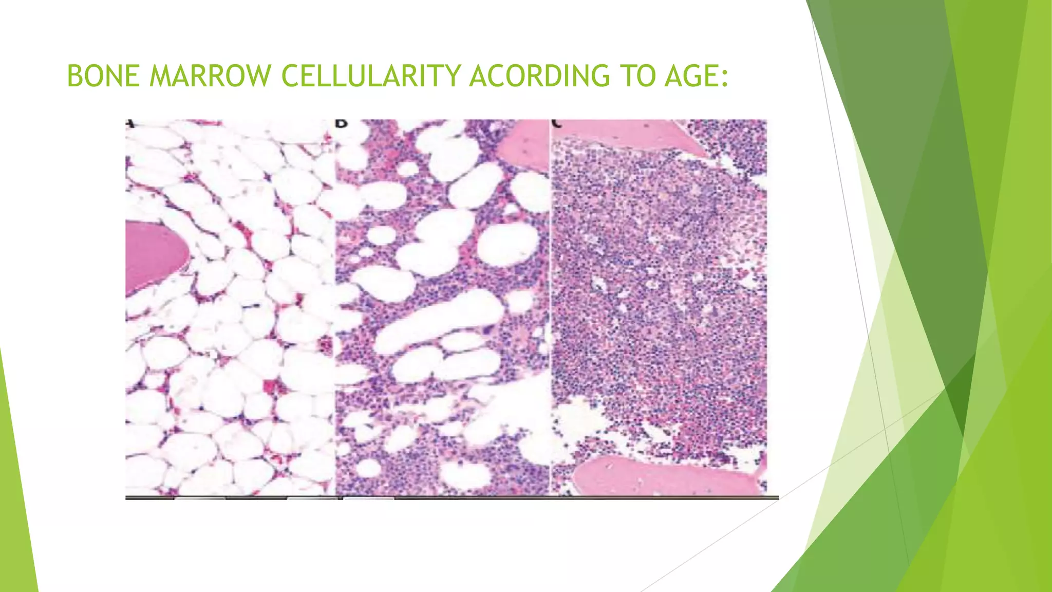 Bone marrow structure & haemopoietic microenviroment | PPTX