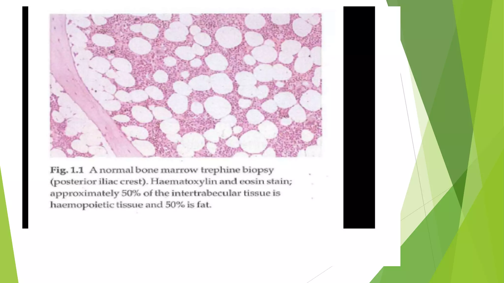 Bone marrow structure & haemopoietic microenviroment | PPTX