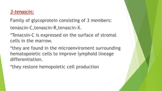 Bone marrow structure & haemopoietic microenviroment | PPTX