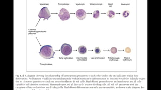 Bone marrow structure & haemopoietic microenviroment | PPTX
