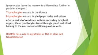 Bone marrow structure & haemopoietic microenviroment | PPTX