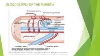 Bone marrow structure & haemopoietic microenviroment | PPTX