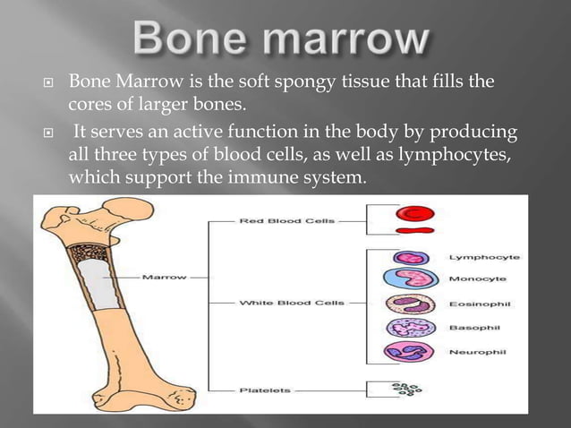 Bone marrow transplantation | PPTX