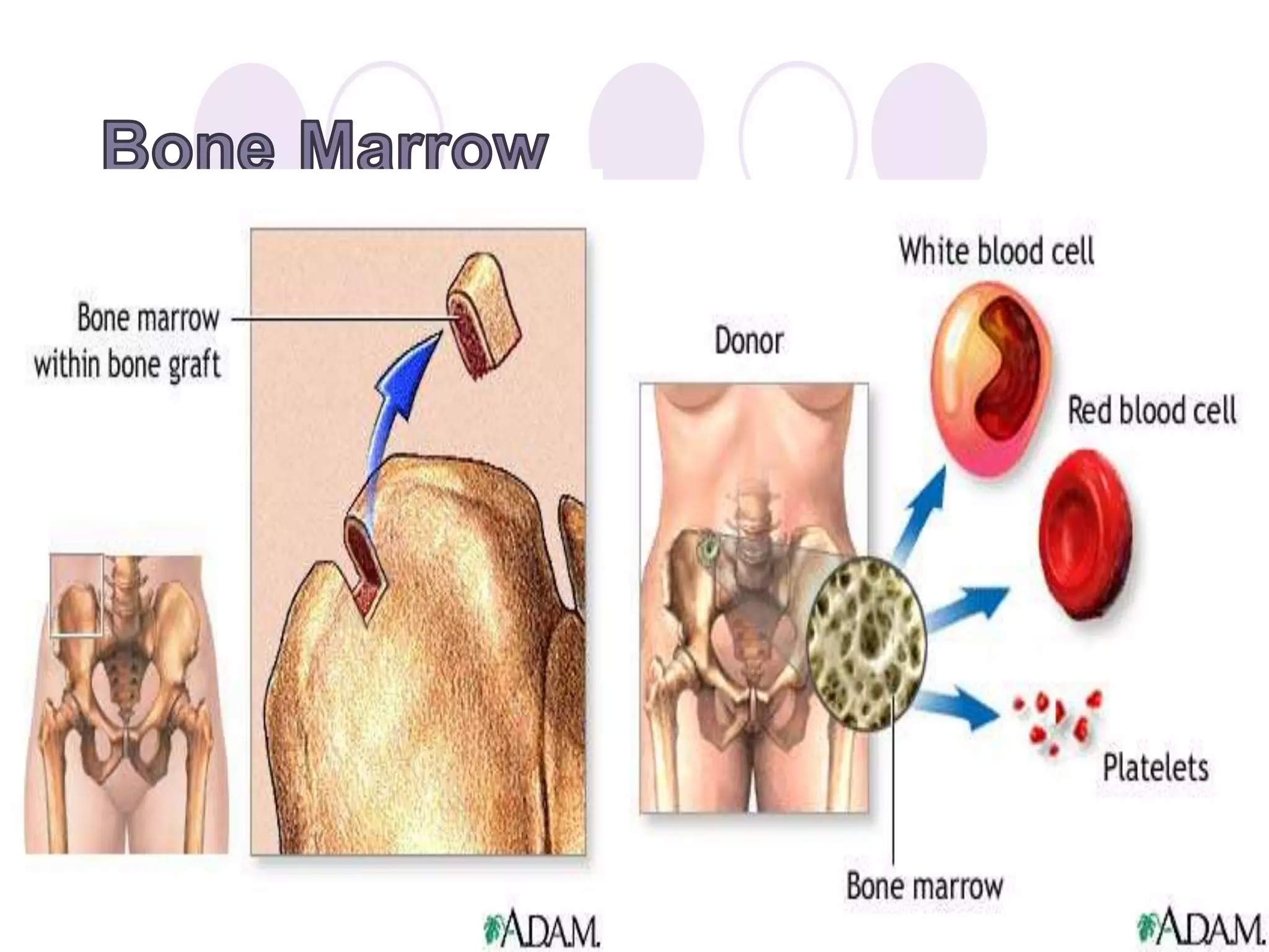 Bone marrow transplantation | PPTX