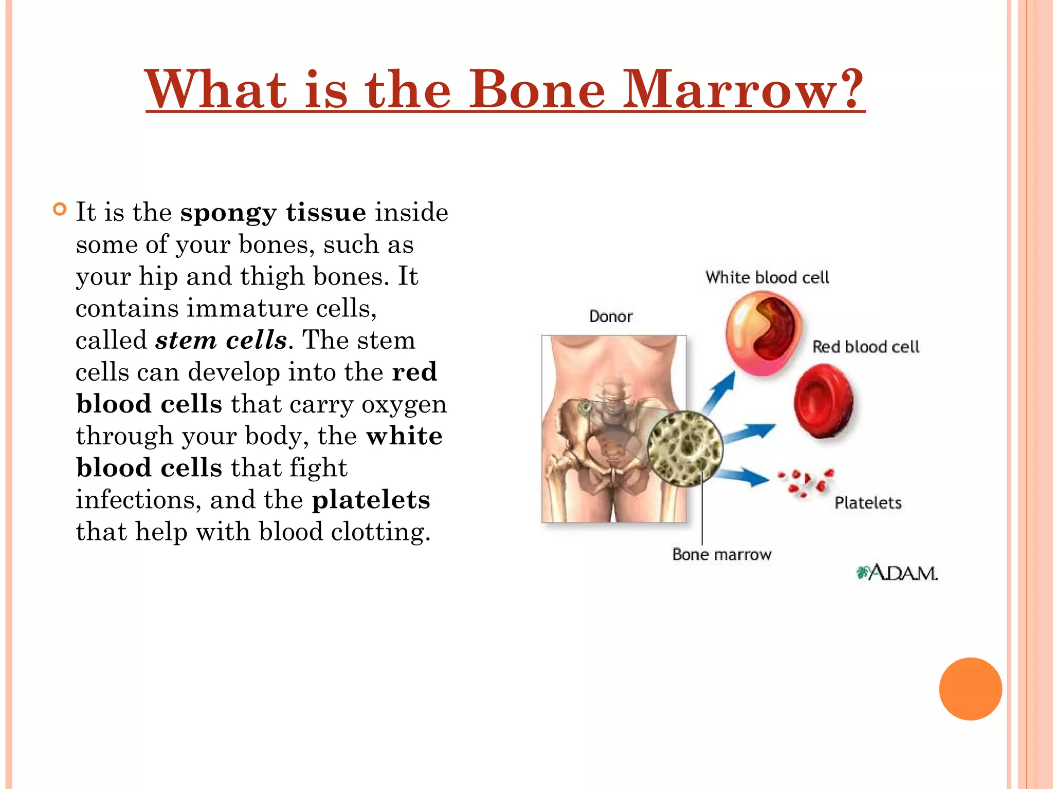 Bone Marrow | PPT