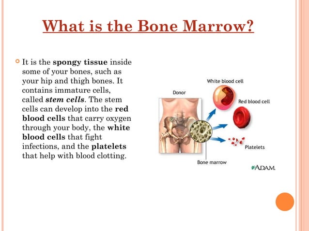 Bone Marrow | PPT