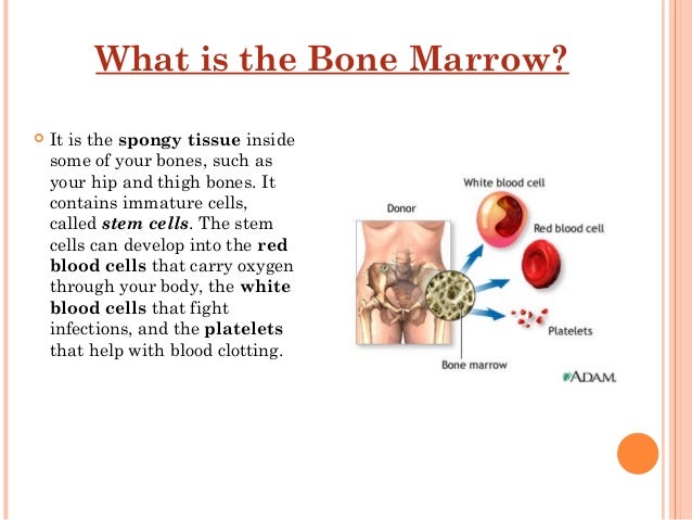 Bone Marrow
