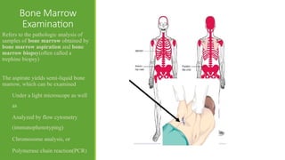 BONE MARROW sample processing, staining . | PPTX