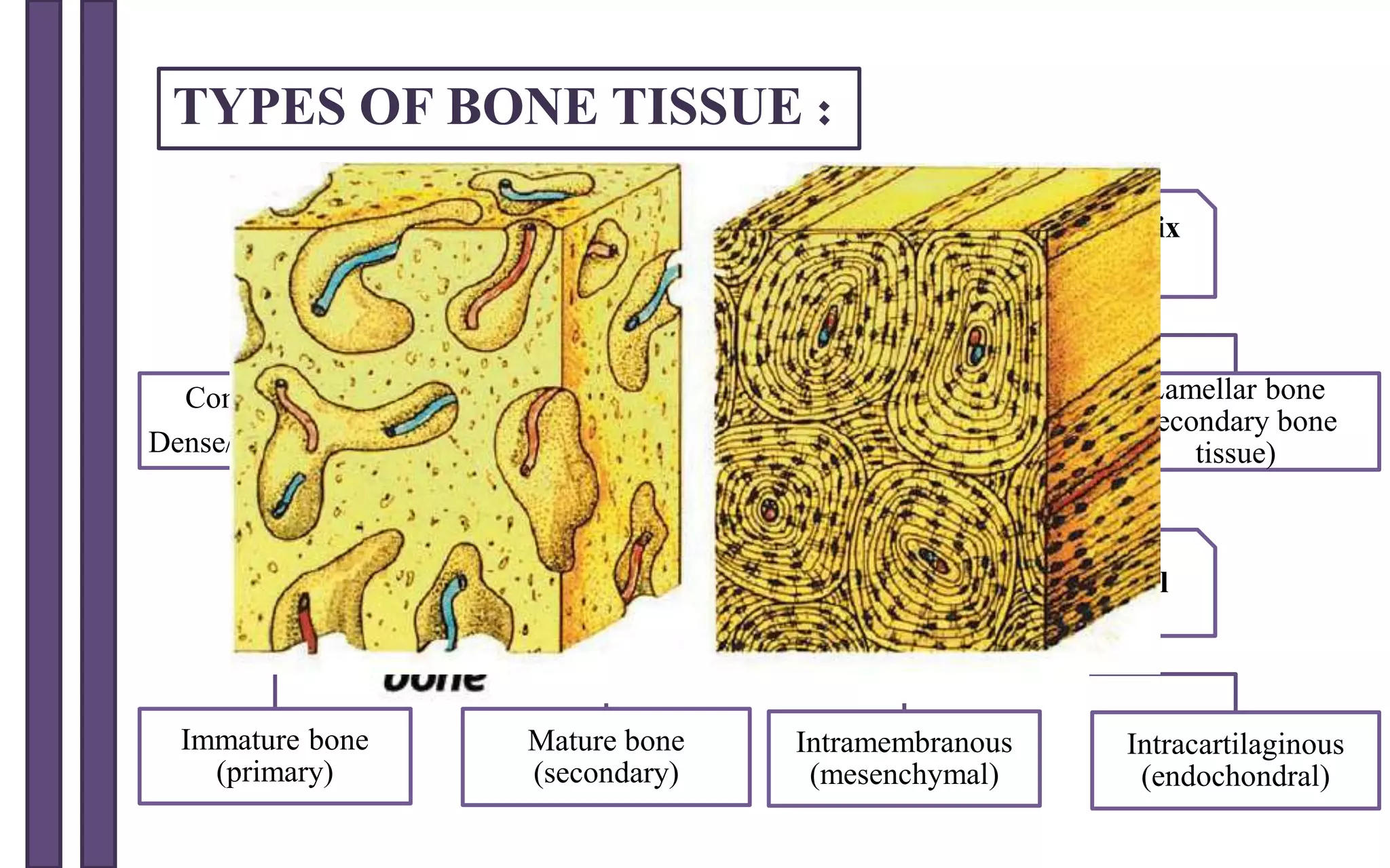 Bone metabolism | PPTX