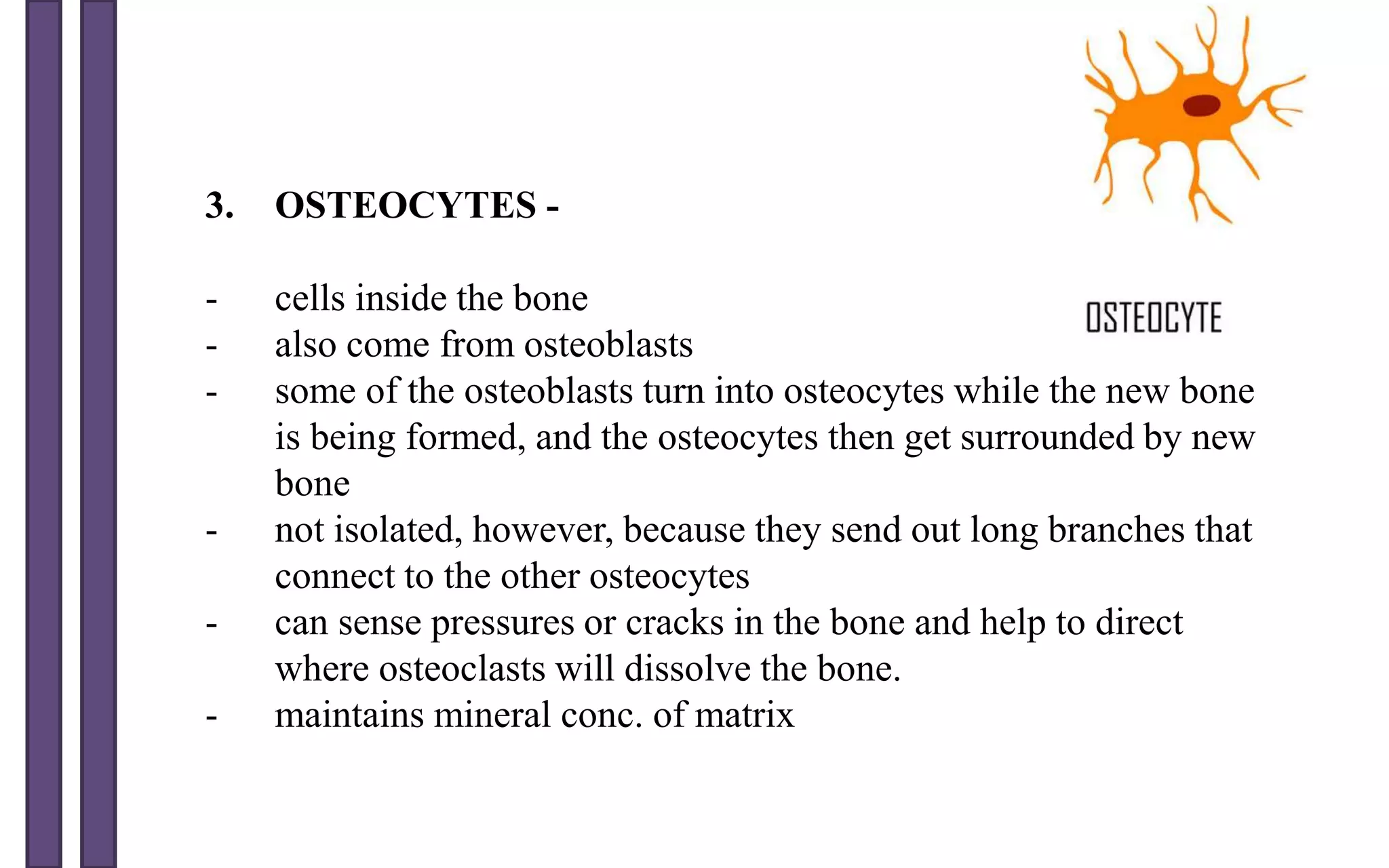 Bone metabolism | PPTX